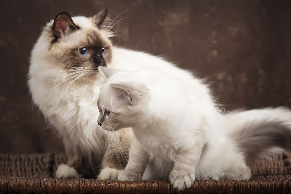 Types of Birman Cat Puppies - Burmese cat